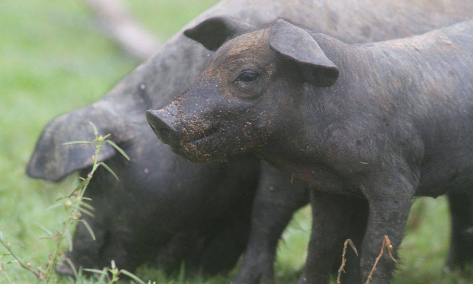 1519, Hernán Cortés y el Cerdo en México – Diversidad Biológica y ...