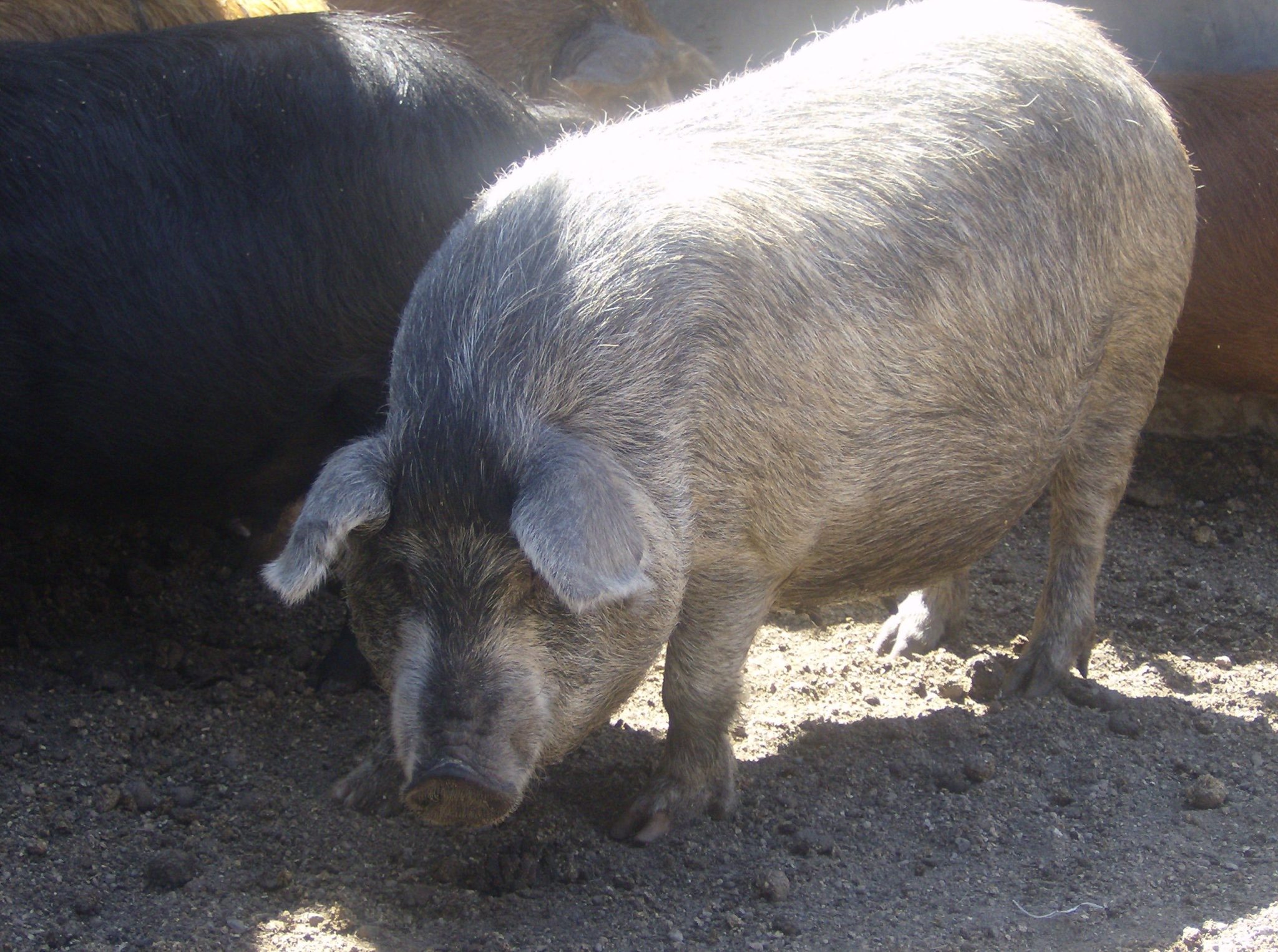 1519, Hernán Cortés y el Cerdo en México – Diversidad Biológica y ...