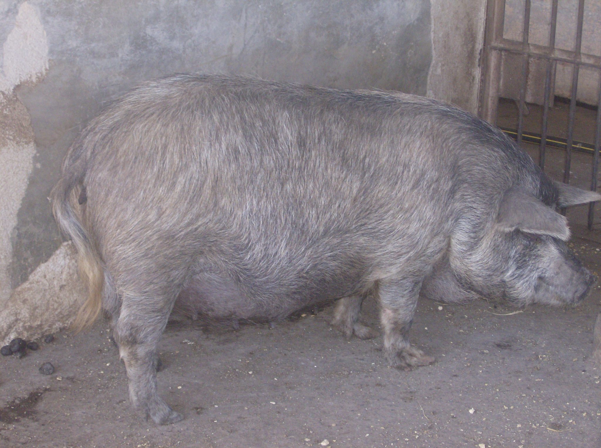 1519, Hernán Cortés y el Cerdo en México – Diversidad Biológica y ...